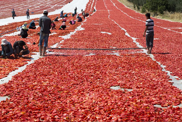 Sun Drying Techniques for Food Preservation in your home - Home-Tech ...